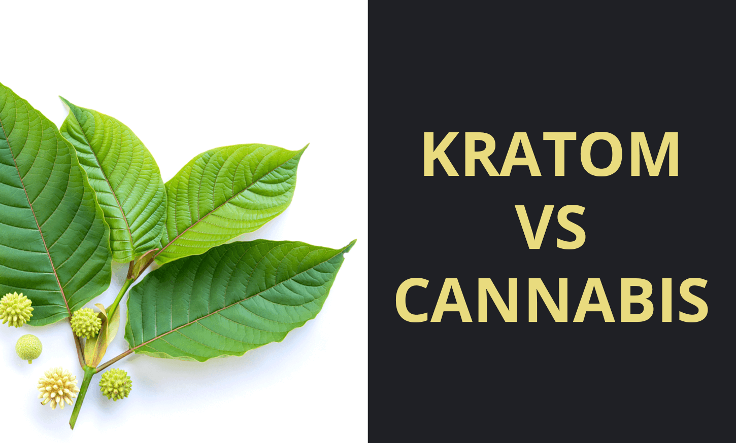 Kratom vs Cannabis – Similarities and Differences | Cannabis Supply Co.