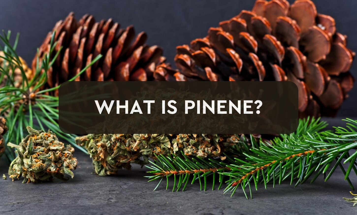 What is Pinene? | Cannabis Supply Co.