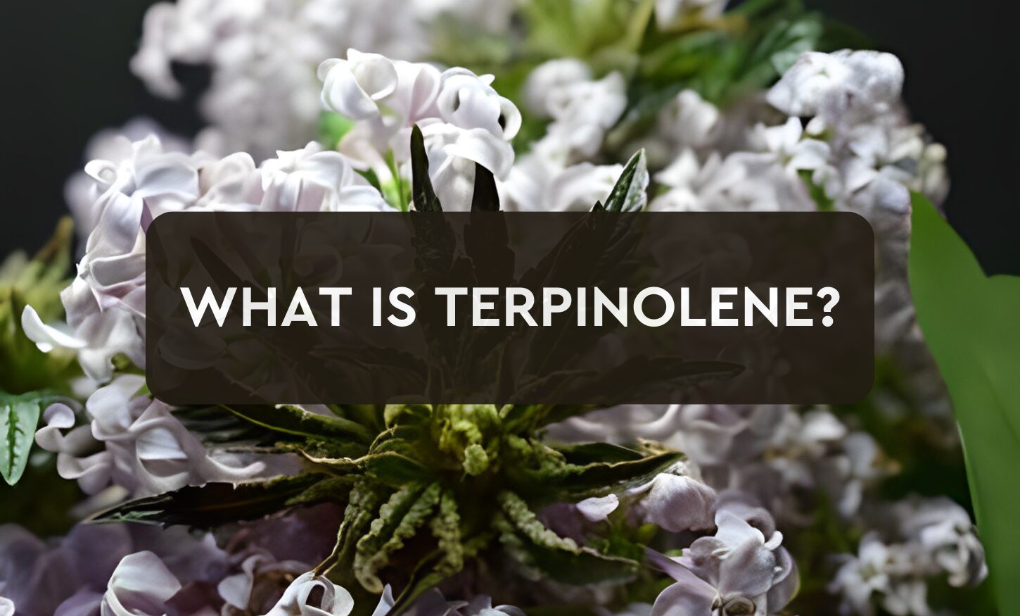 What is Terpinolene? | Cannabis Supply Co.